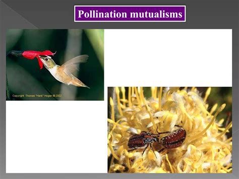 Mutualism And Neutralism Pptx