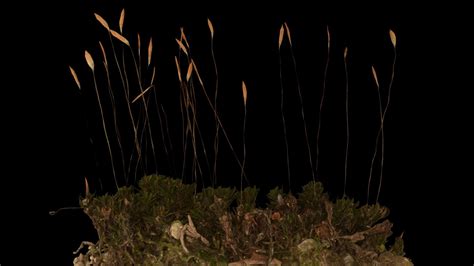 スギゴケ類 Haircap Moss Polytrichaceae Download Free 3d Model By Ffish