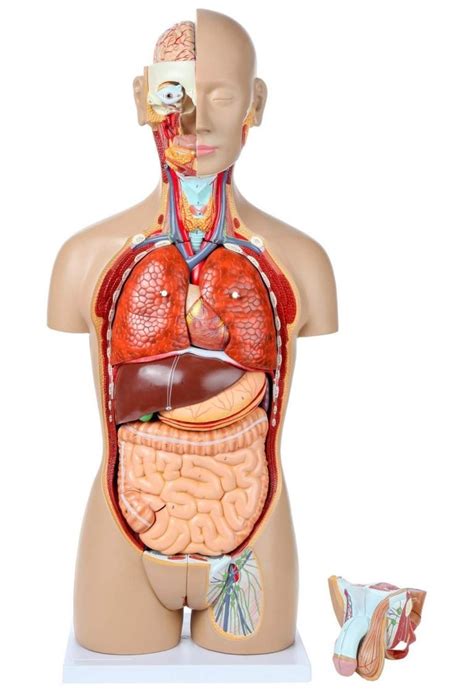 Human Torso Dual Sex Exchangeable RAY INTEGRATED MEDICALS