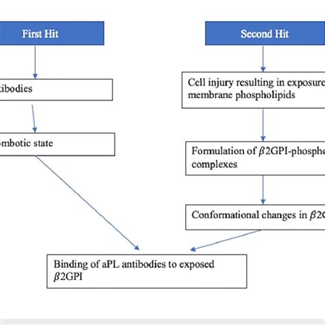 Depicting The Two Hit Hypothesis In The Pathogenesis Of Aps Apl Download Scientific Diagram