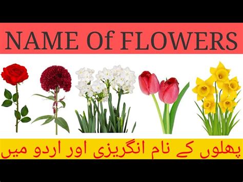 Flower Meaning In Urdu Home Alqu