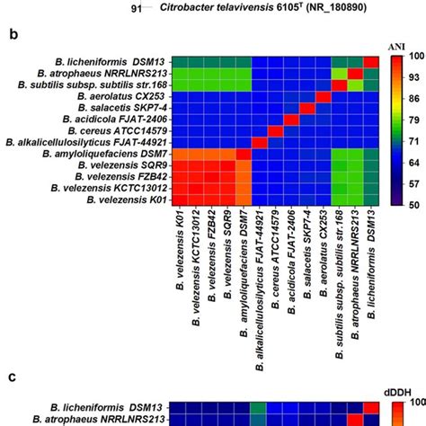 Phylogenetic Classification Of The Strain K01 A Phylogenetic Download Scientific Diagram