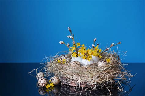 행복한 부활절 배경 개념입니다 봄 꽃과 메추라기 달걀과 달걀 껍질로 둥지로 부활절 장식 창조적 인 부활절 레이아웃 복사 공간 0