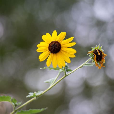 Embracing Paradox How The Unique Soul Loves Complexity