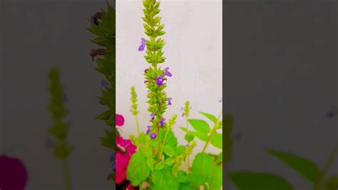 Chia Seeds Flower Plant How To Grow Chia Seed In Pot Chia Seeds Ke Phool Kaise Hote Hai Youtube