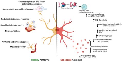 Sex Differences In Astrocyte Activity