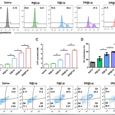 Immuno Activation In Vitro A Crt Exposure In C1498 Cells With