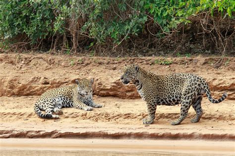 Wildlife Pantanal Tours 2025 All You Need To Know Before You Go