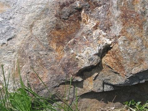 Free Picture Root Fossils Limestone Hillaries