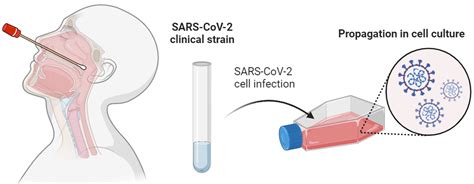 Propagation Of Virus From Biological Sample Biorender Science Templates