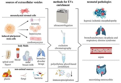 Sources Of Evs And Their Common Isolation Methods For Neonatal