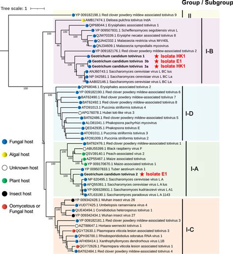 A Maximum Likelihood Phylogenetic Tree Of G Candidum Totiviruses And Download Scientific