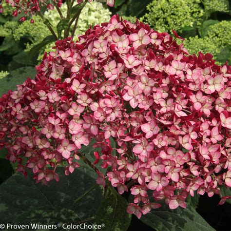 Hydrangea Arbor Hydrangea Smooth Invincibelle Ruby 2 Behmerwald