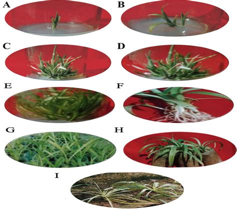 Multiple Shoot Induction From Nodal Explants Of C Borivilianum A Nodal