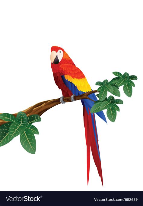 Macaw Bird Royalty Free Vector Image Vectorstock