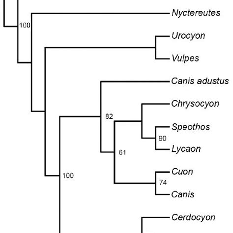 A Most Parsimonious Tree From Morphological Data Set With Bootstrap