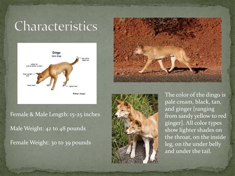 Ppt Dingo Powerpoint Presentation Free Download Id 2225044