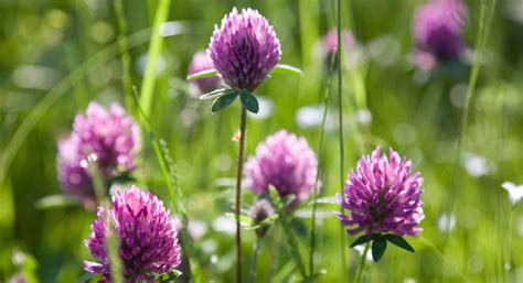 Purple Clover Jelly Recipe Yes Clover