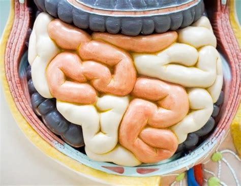 Ai Algorithm Matches Pathologists In Diagnosing Celiac Disease Study Finds