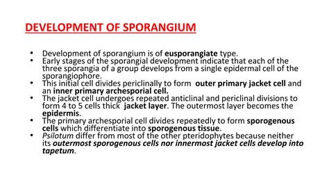 Psilotum Structure Morphology Anatomy Reproduction Life Cycle Etc Pptx
