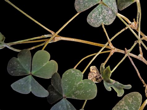 Oxalis Corniculata Oxalidaceae