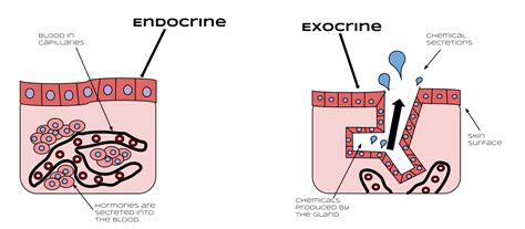 Gland Definition Structure Types Functions Examples Biology