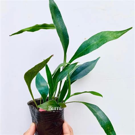 Jual Microsorum Siamensis Blue Ferns Biru Thailandicum Bumi Fern