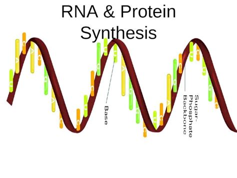 Ppt Rna And Protein Synthesis Rna And Protein Synthesis Genes Are