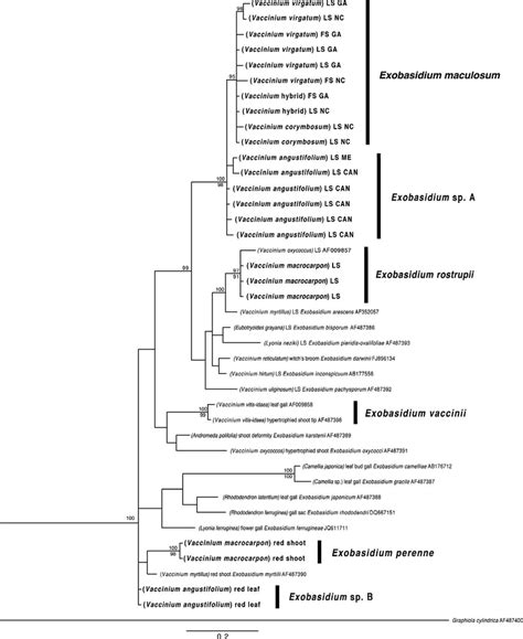 bayesian inference 50 majority rule consensus tree based on lsu rdna