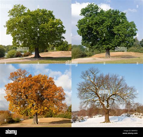 Trees Changing Seasons
