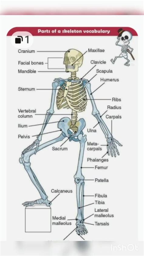 Directional Terms Anatomy Notes Anterior Vs Posterior Drawings Examples