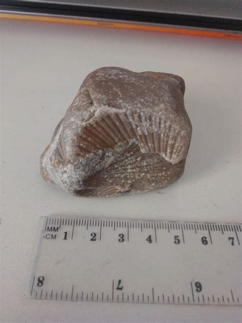 Shellfish Fossil Found On A Beach Many Layer Boundaries Visible On The