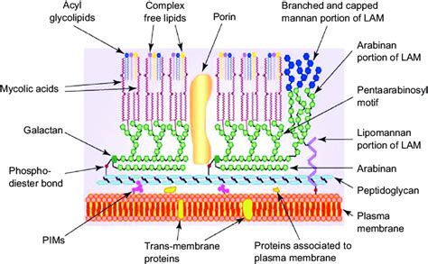Structure Of Mycobacterium Leprae