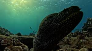 Divers Leave Gopro Unmanned And Capture Amazing Marine Life Footage