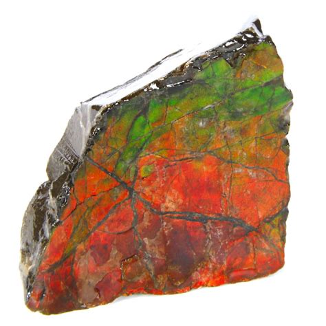 Ammolite Canada
