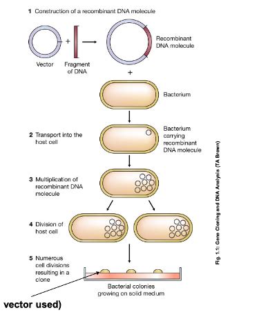 Plasmids Flashcards Quizlet