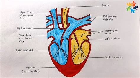 How To Draw Human Heart Drawing Technique Creative Art Youtube
