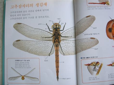 이룸유치원 프로젝트 수업과 깃동잠자리 관찰