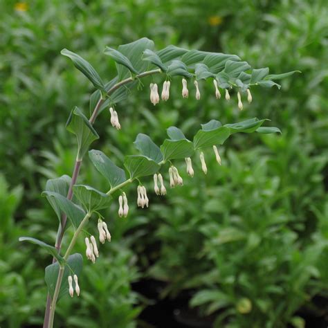 Polygonum Multiflorum Multiplants