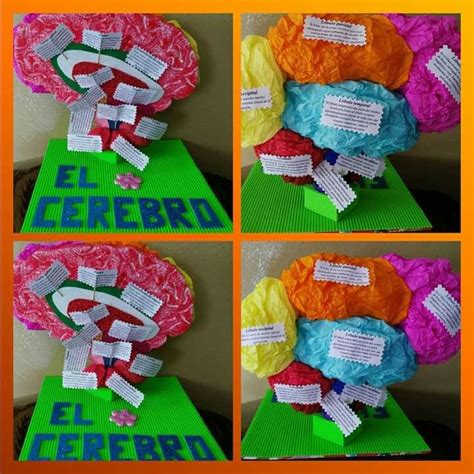 Maqueta De El Cerebro