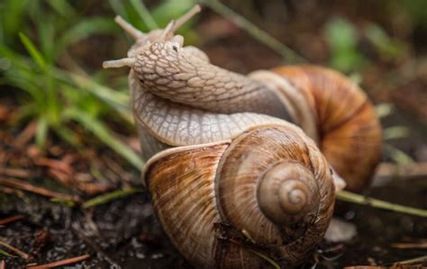 Snail Diet What Do Snails Eat And How To Feed Them Properly