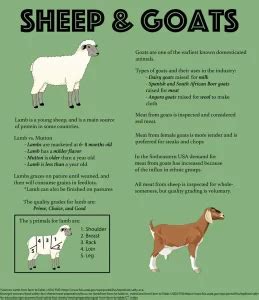 Lamb Vs Mutton Understanding The Key Differences Food Readme