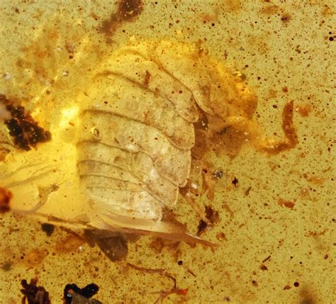 Terrestrial Crustacean Isopod Fossil Inclusion In Burmese Amber Etsy