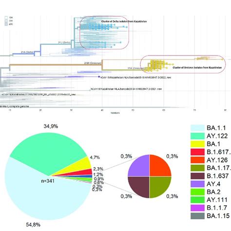 Phylogenetic Distribution Of Sequenced Sars Cov 2 Genomes A A