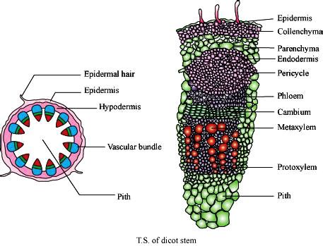 Draw A Well Labelled Diagram Of A Typical Dicot Stem