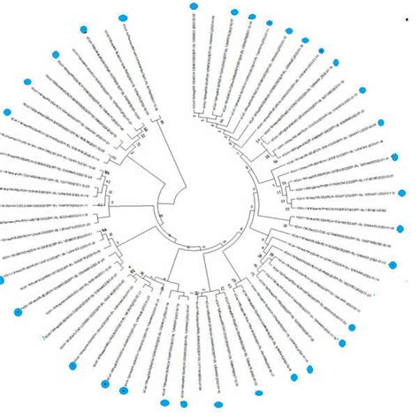 Phylogenetic Investigation Using Sars Cov 2 Isolates From Various