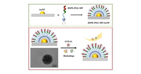 A Nonfouling Electrochemical Biosensor For Protein Analysis In Complex