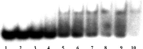 Figure 25 From Sequence Selective Dna Binding With Cell Permeable