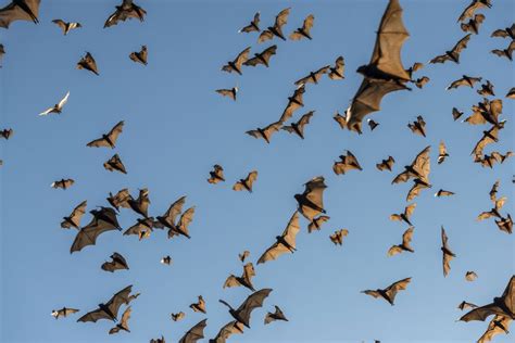 Do Bats Migrate In The Winter Time Detroit Chinatown