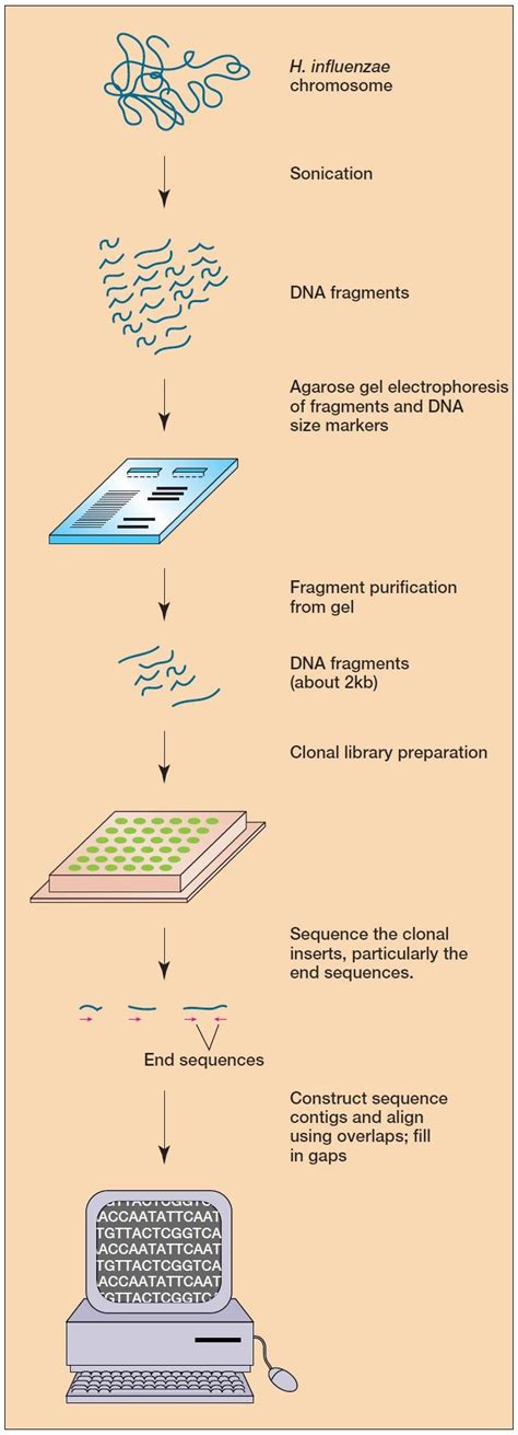 Whole Genome Shotgun Sequencing Overview Steps And Achievements